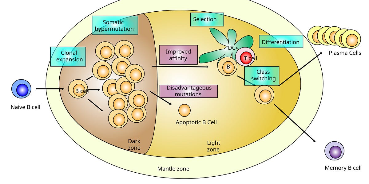 A recent preprint links SV40 enhancer to cancer but more importantly ...