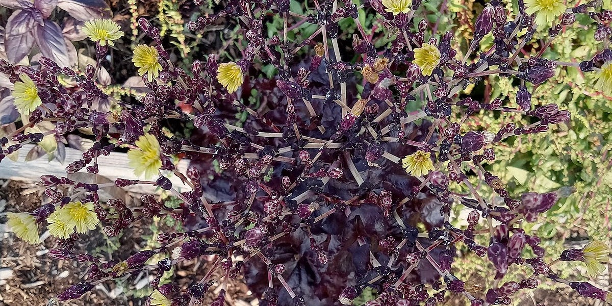 When Lettuce Bolts - by Angela DeCroce - The Kendall House