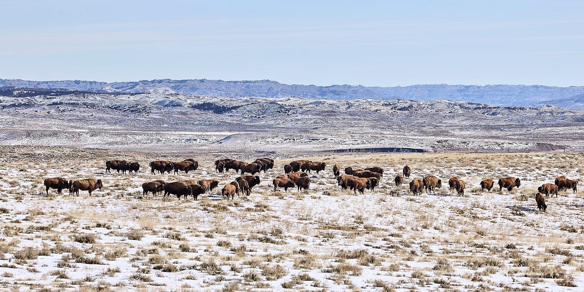 Bison country just grew bigger - by Amanda Royal