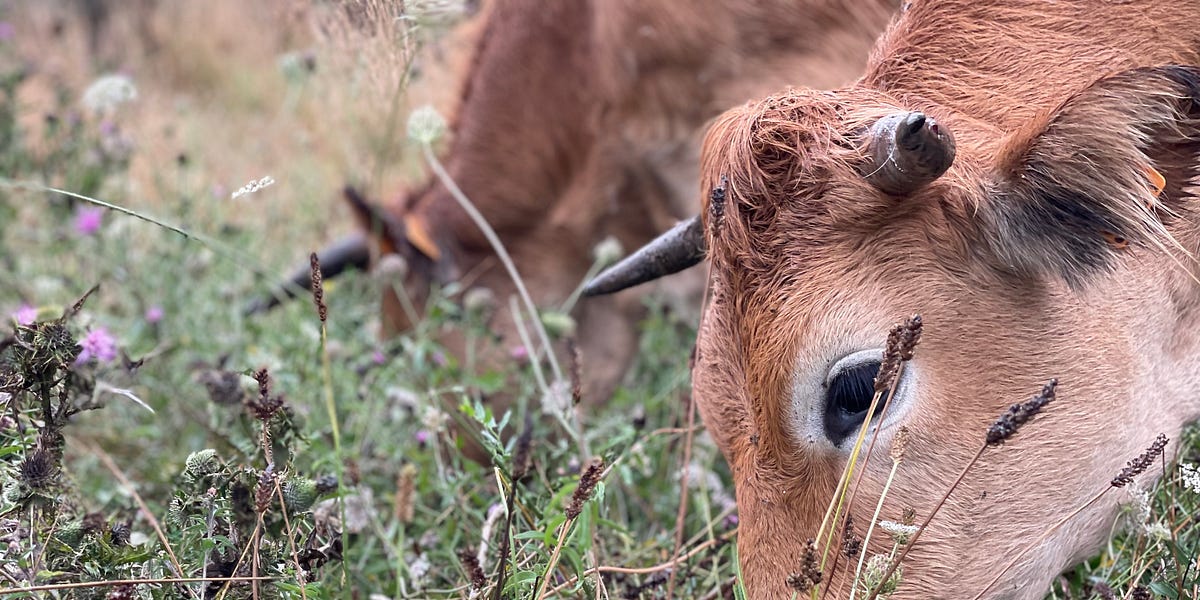 Wild Finca Summer Update - by Wild Finca - Wild’s Substack