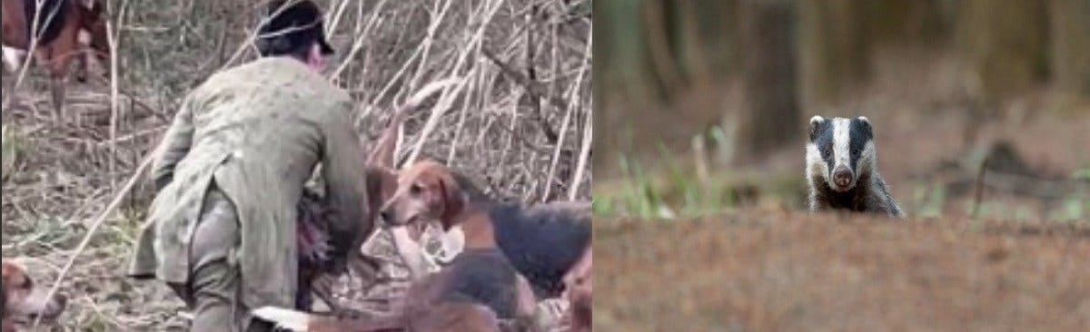 Holderness Hunt kill badger - and run away!