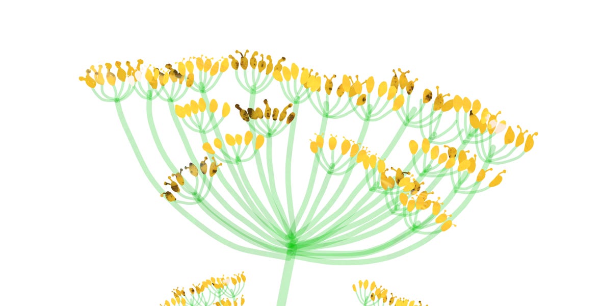 Fennel: A deadly history - by Nichola Daunton