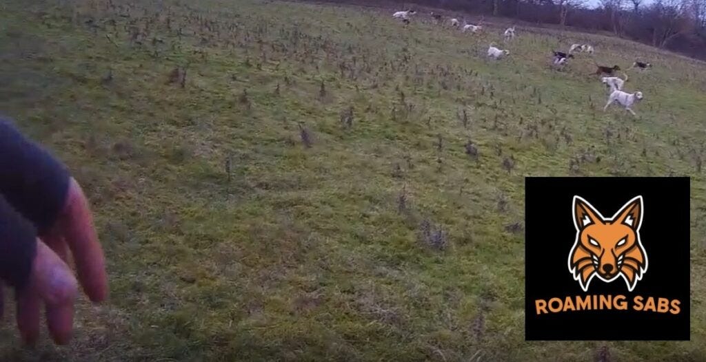 What is ‘rating’ hunting hounds and why do it?