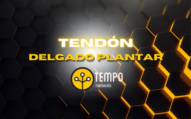 Tendón delgado plantar y ecografía - by Tempo Formación