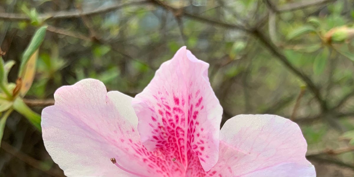 False Spring - by Heather Holland - Heather’s Newsletter