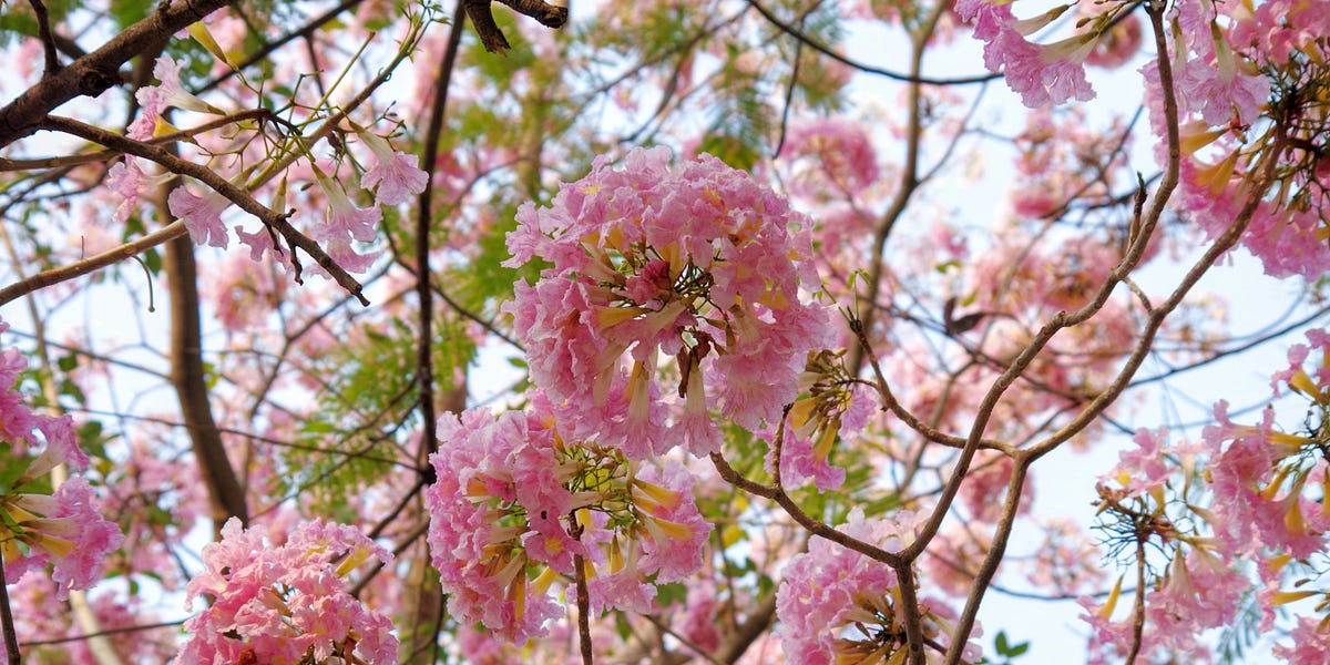 India's Growth Surprise - Capital Calculus 2.0