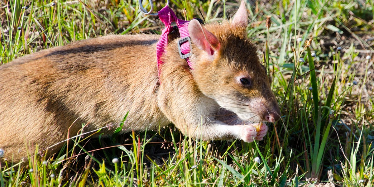 The Amazing Mine-Sniffing Rats of Cambodia