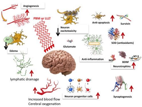 Series on transcranial Photobiomodulation Therapy