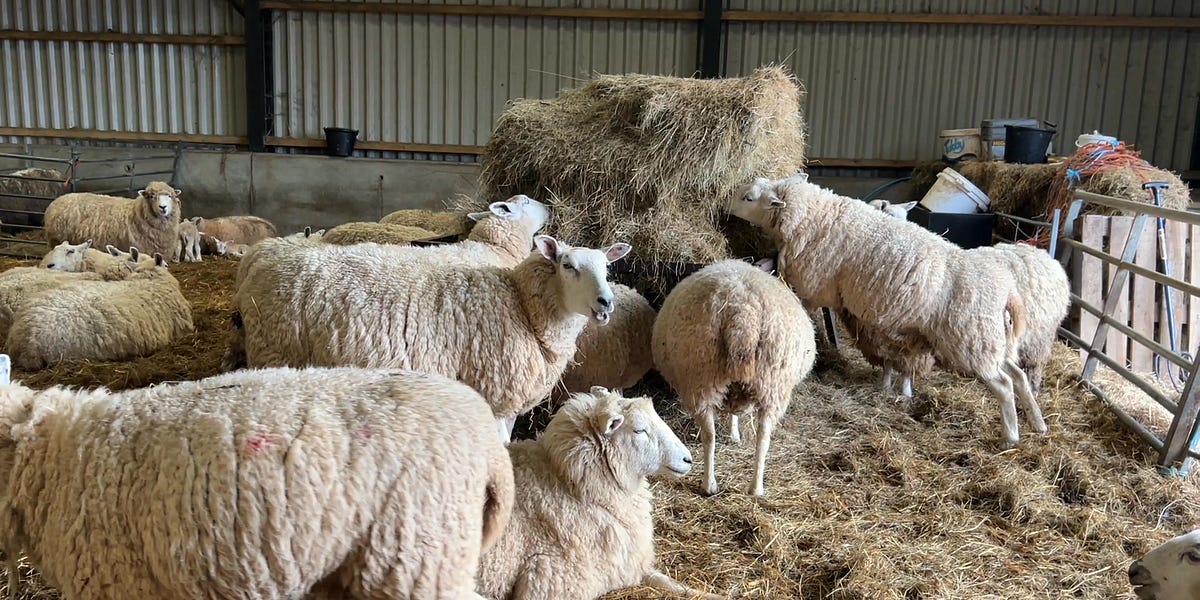 Lamb Mix Up - by Nicola Fisher - Note Aloud