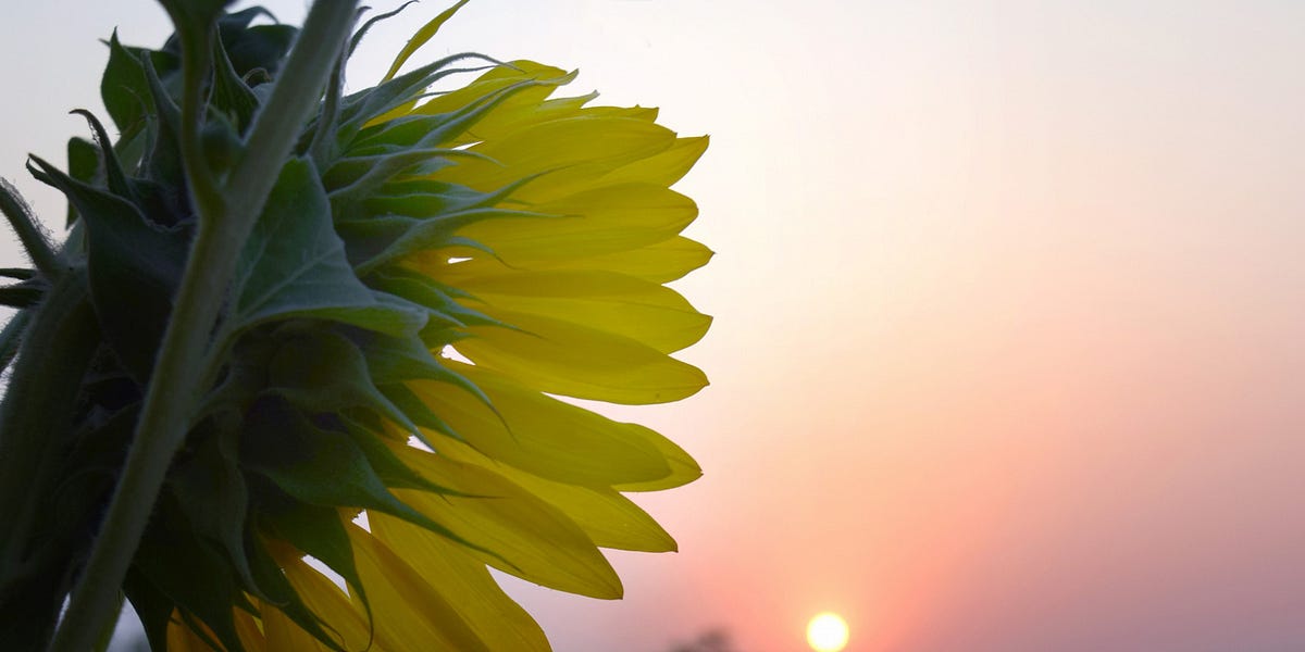 Review: The Romance of Reality, by Bobby Azarian