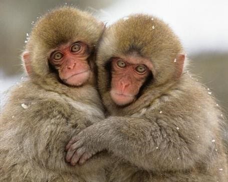 …Evolution & Bisexual Monkeys - by Frederick R Prete