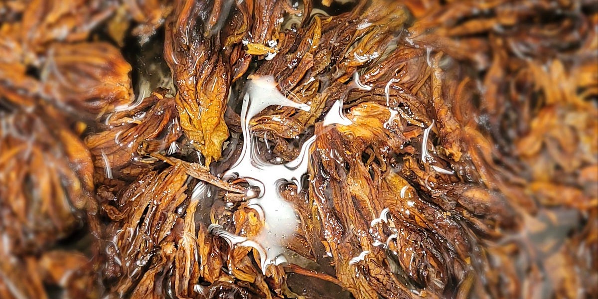 Cet autre hibiscus, le Bissap blanc - by Rosalie