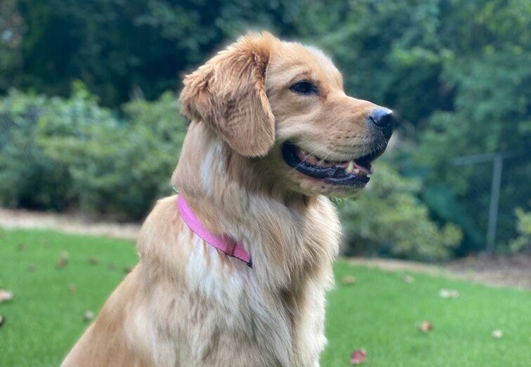 The difference a dog makes - by Terrell Johnson