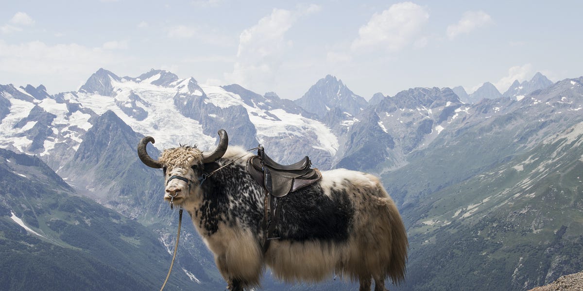 Shave your yaks - by Felice Della Gatta - Afterhours
