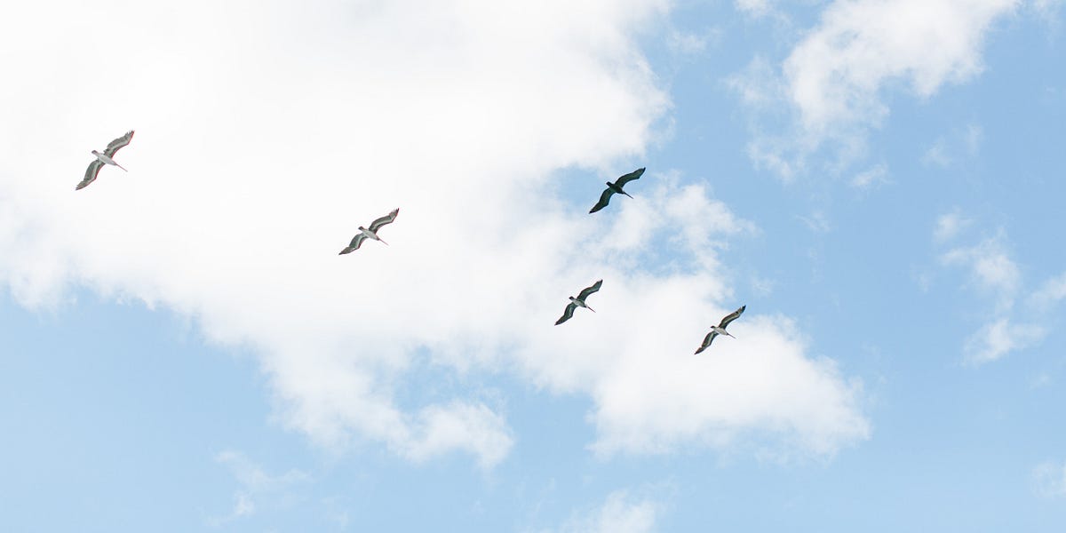 issue #2: beauty & terror - by Ojus Patel