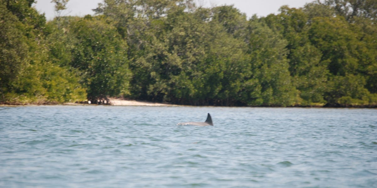 Florida's Weeden Island Wildlife up close & personal