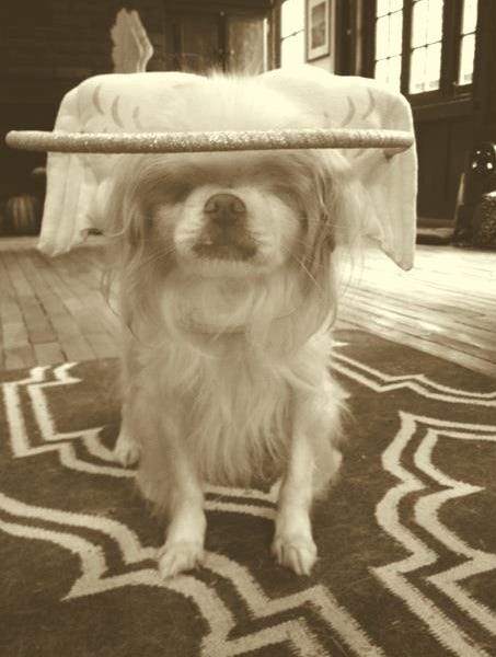 A Conversation with Simone Reyes on Rescuing Disabled Companion Animals