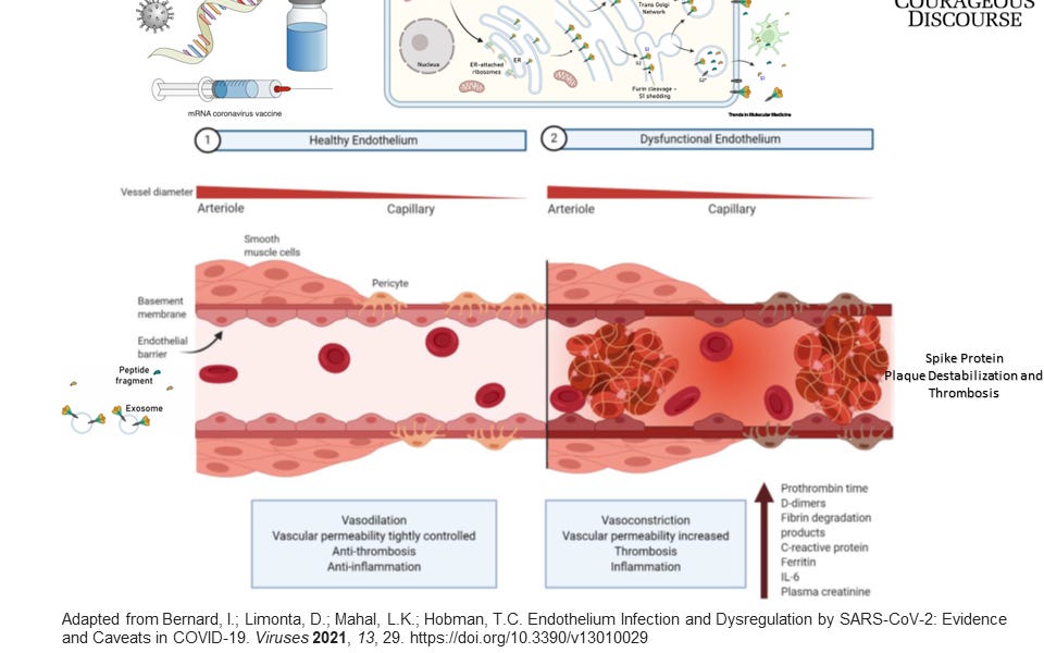 Spike Protein Triggers Coronary Plaque Destabilization and Thrombosis