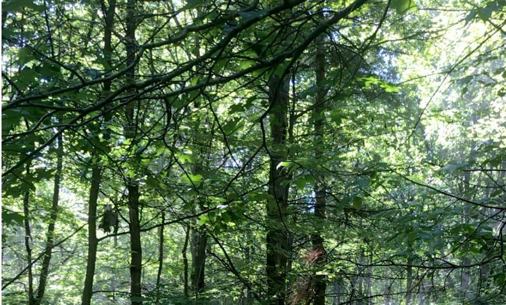 Home, Jeeves! NY → MA - USB&B drive-l