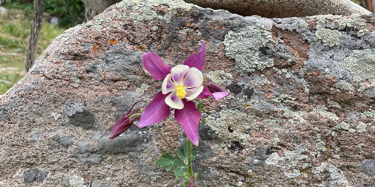 Why do we weed? - #44 - by Kelton Wright - Shangrilogs