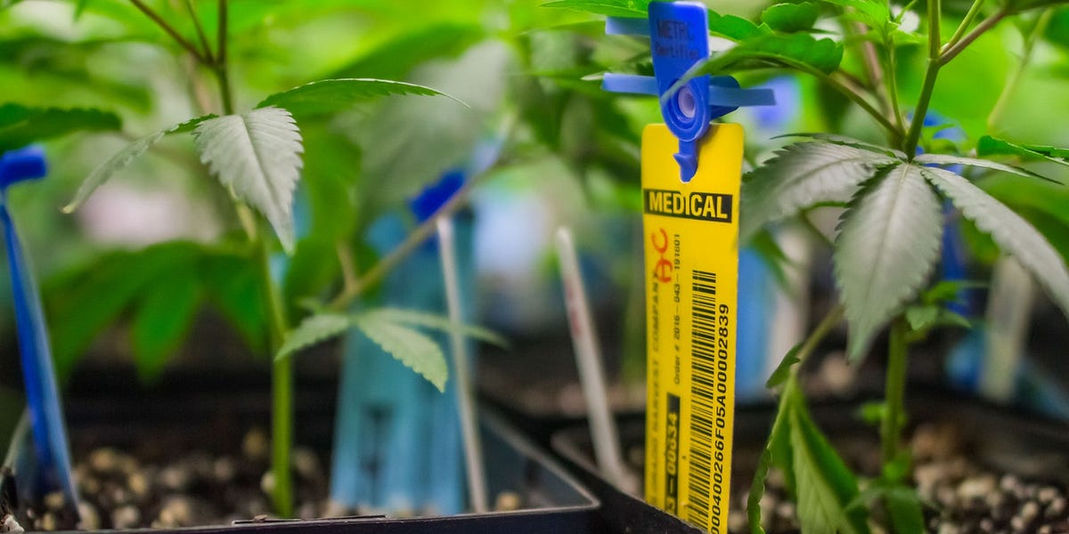 What track record does Metrc have in other states for cannabis quality ...