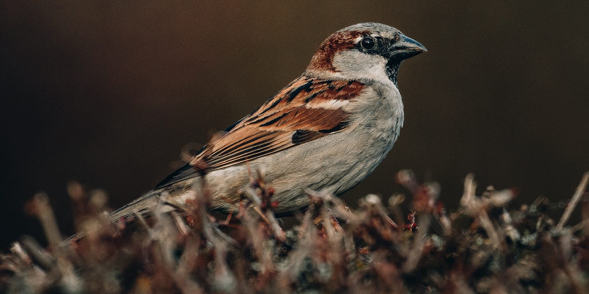 A Sparrow's Heart - THE ORB