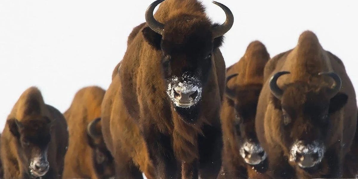 International Men's Conference interview - by Will Knowland