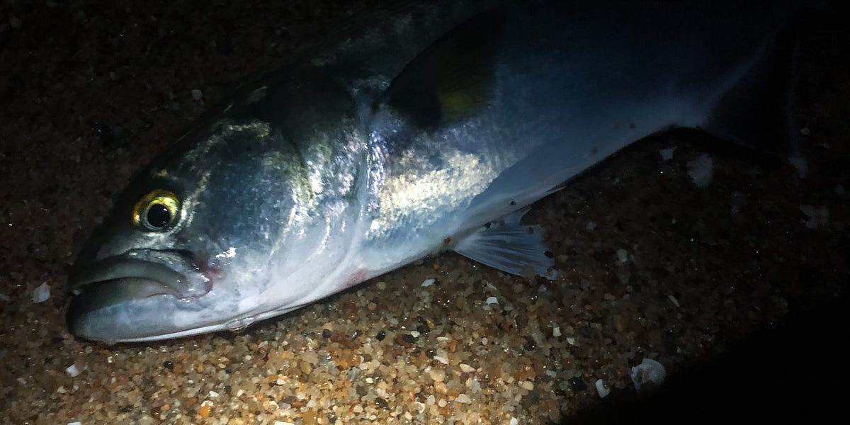 What to do with the first fish? - by James Freitas