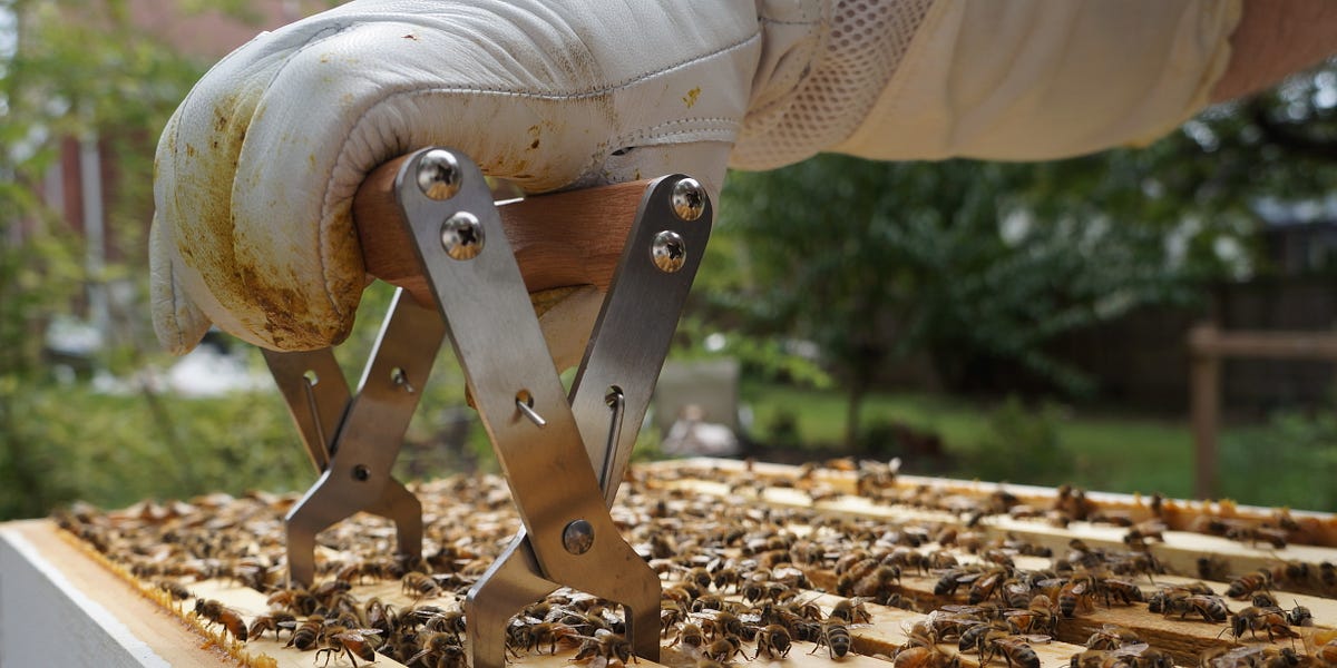 Tips and advice for the beginner beekeeper - by Liz Fulghum