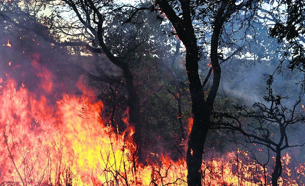 O Cerrado e o ostracismo ambiental brasileiro