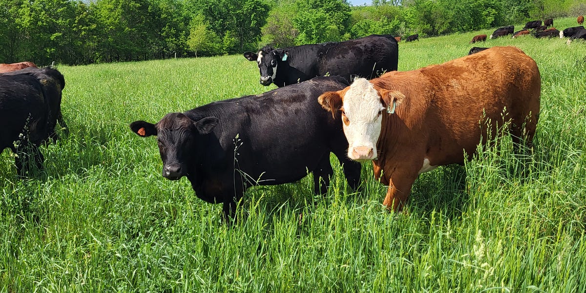 Green Friday - In the Dirt by Beth Hoffman