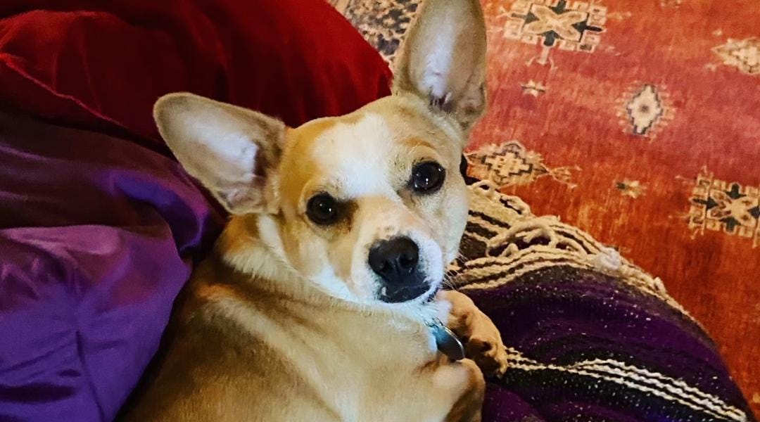 Fear - by Dana Ziegler - Zen Body Living Dispatches