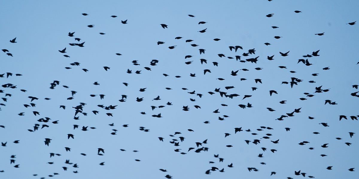 birds are dying - by Colleen Grablick