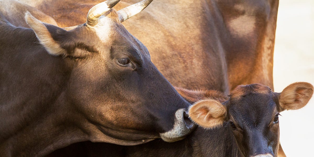 The Dumbest Thing I Believed In To Date: Humane Meat