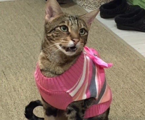 Meet the Tabby King of Seattle - by Emily Alhadeff