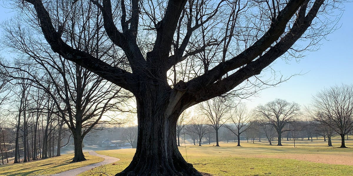 Luke 13 - Branches - AYWJ 15 - by Edward Goode
