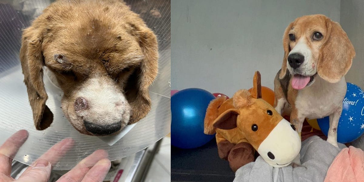 How You Help Me - by Niall Harbison - Happy Doggo