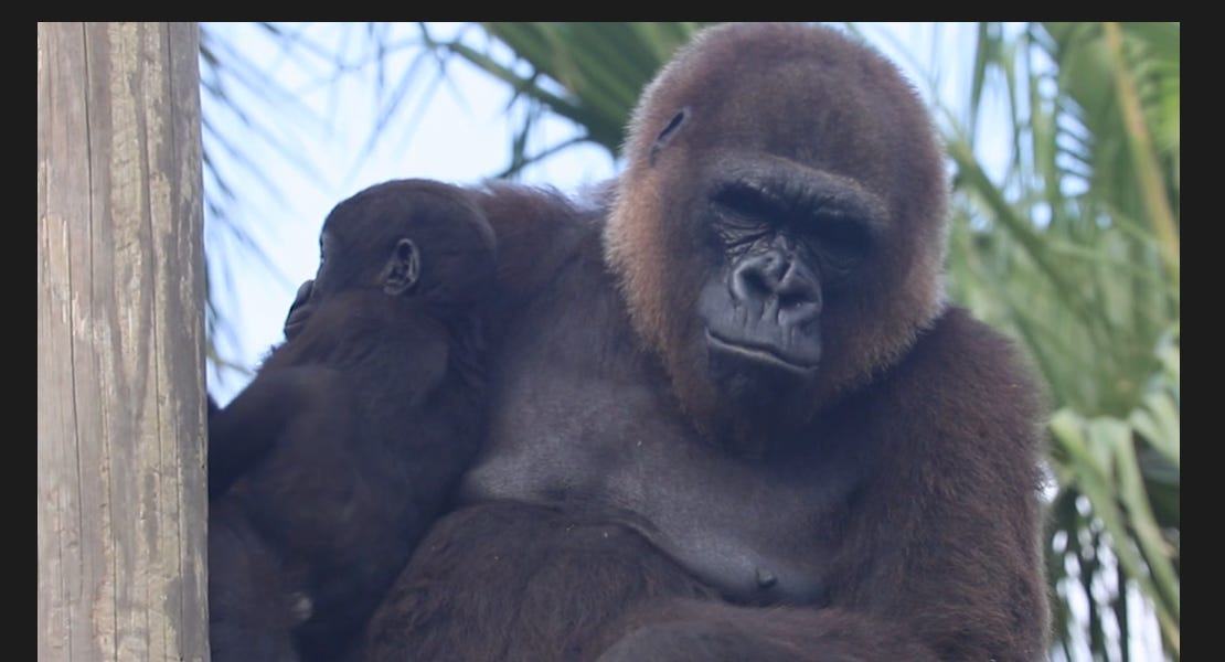 Gorilla Dies Unexpectedly - by Jennifer Margulis