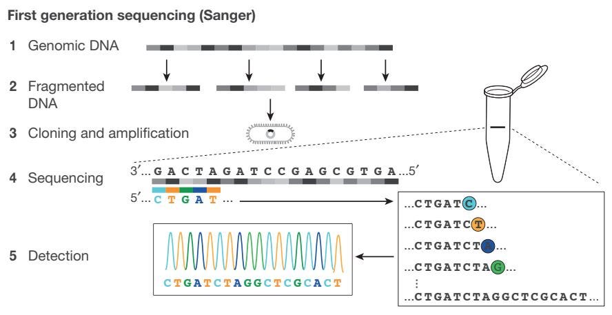 Primer: Genome Sequencing - by Emily M. Liau