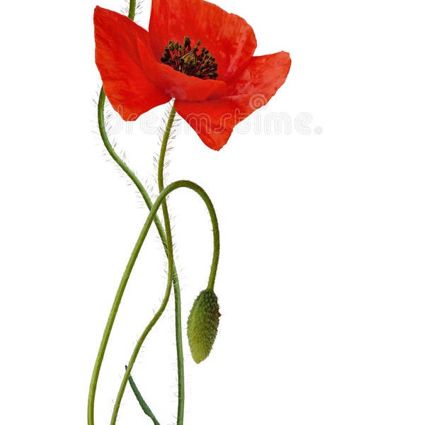 I don't wear a poppy - by Stuart Kinsey - The Curate's Egg