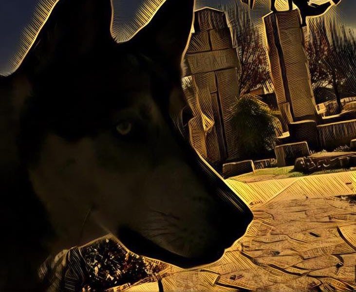 Togo Goes Cat Rescuer - by Joey Cope - Togo Goes