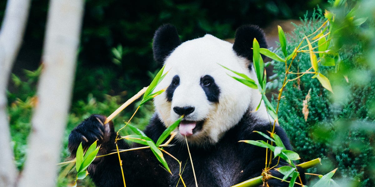 China Animal Welfare Translations No. 3 - November 2021