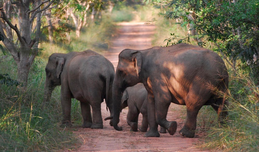 Pachyderms, poop and plastics: Read all about it