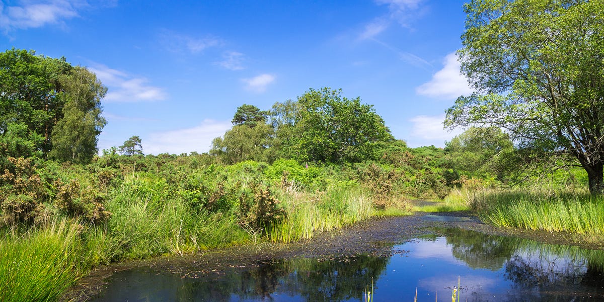 eDNA - what is it, and how do we use it?