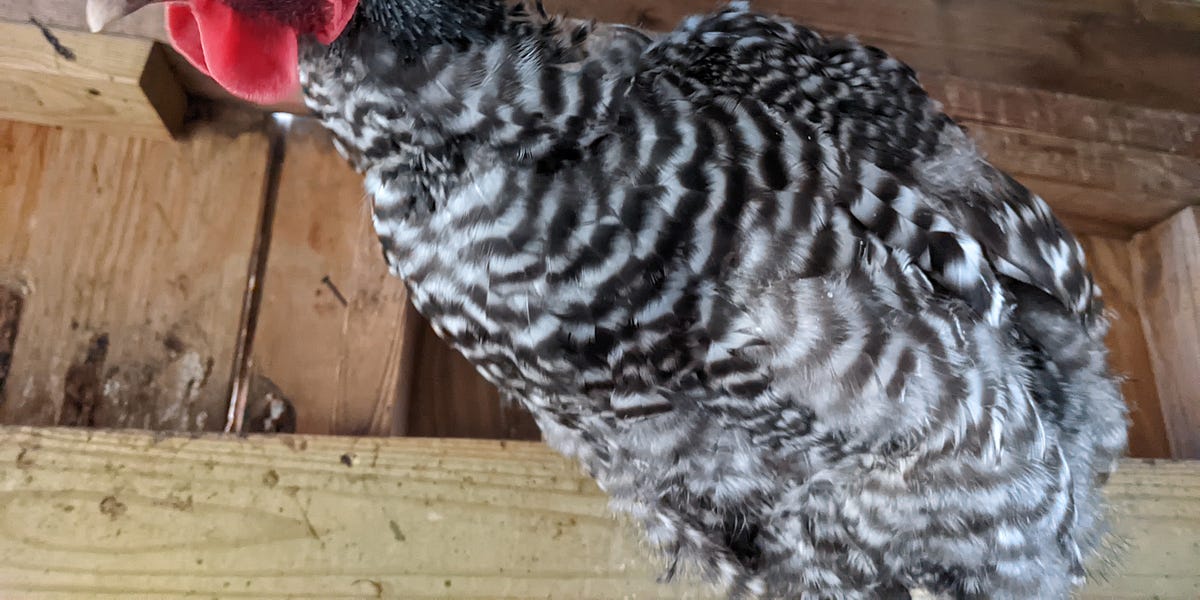 We're More Than Fair Feather Friends - by AC Shilton