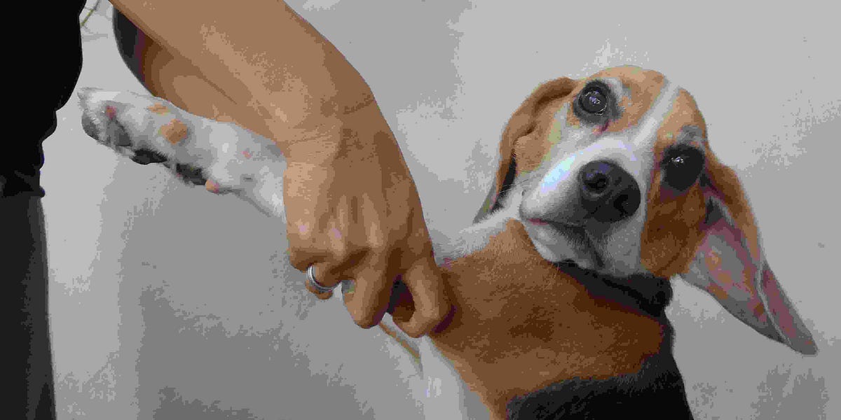 HOW TO LIFT A DOG - by Vox Canibus - Vox’s Newsletter
