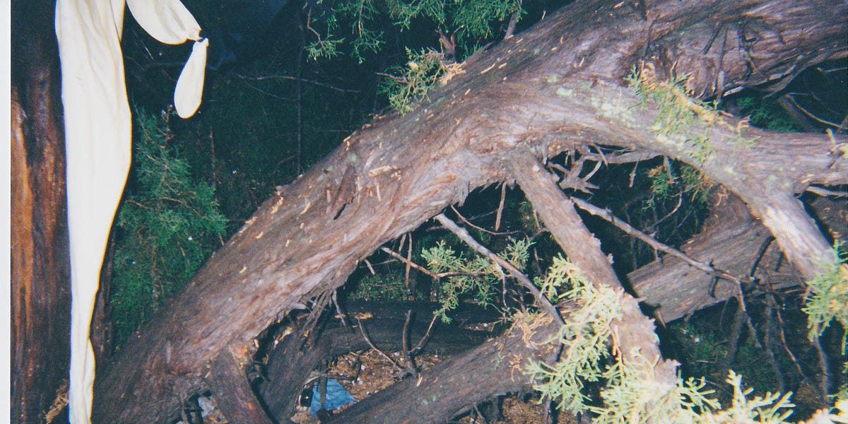 I Found Some of the Photographs - by Athena Walker