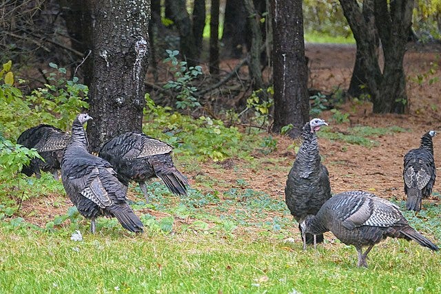 Thanksgiving - by William H Bestermann Jr MD