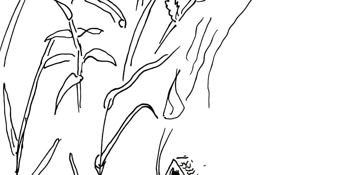 Instructions on how to care - by Emerset Farquharson