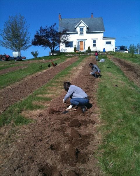 Starting to Plant - by Dominic Rivard - The Thinking Rock